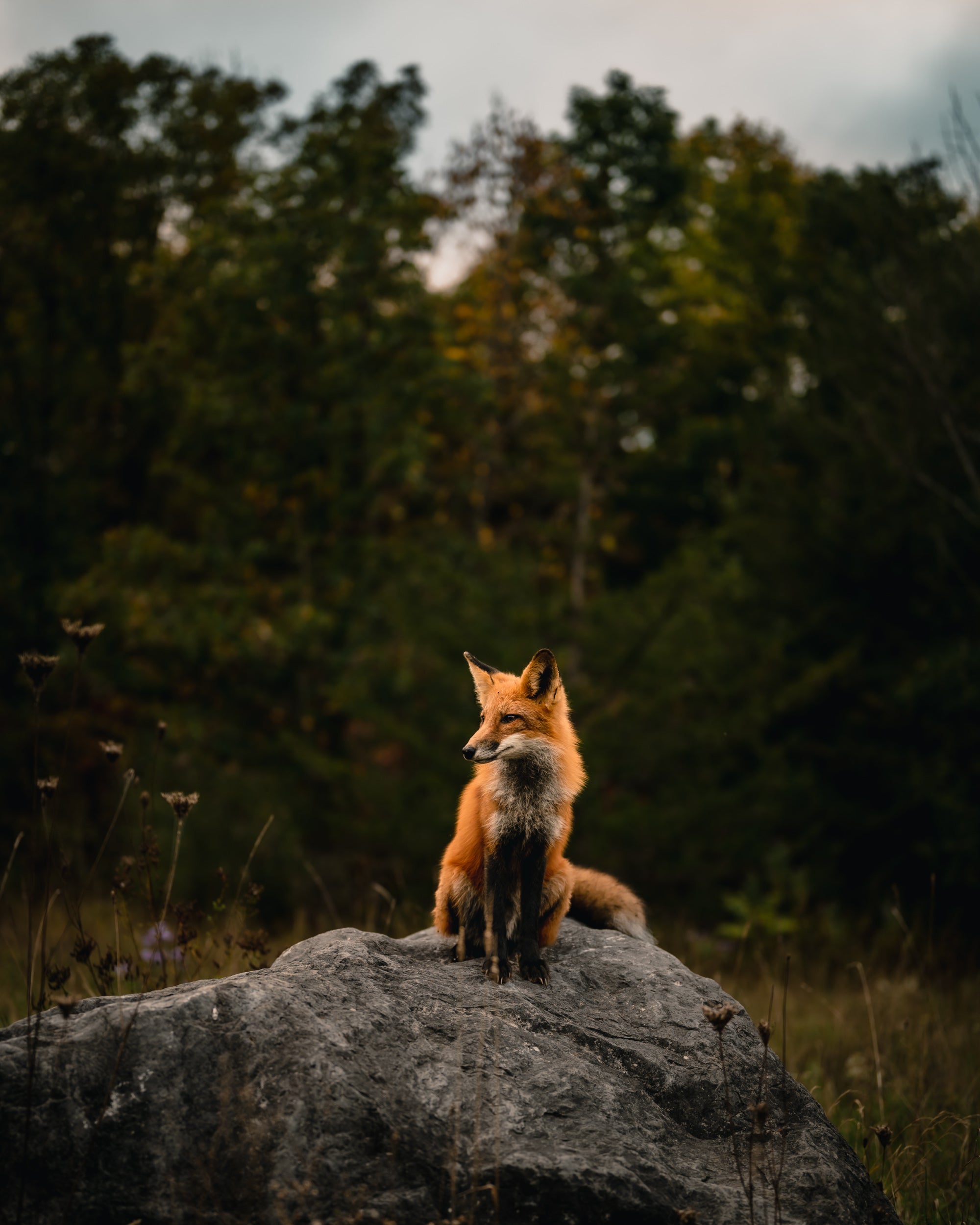 Shapeshifter – Alyssa Bardy Photography